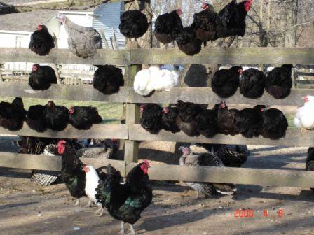 Auburn Java Chickens